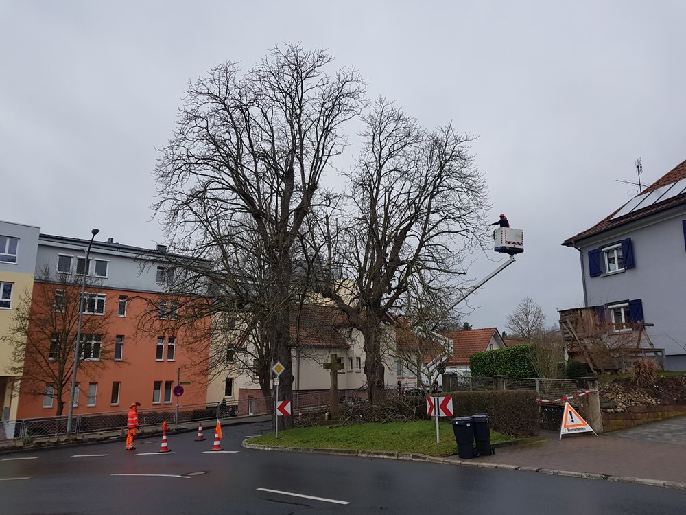 Professionelle Baumpflege l Gartenbau Henn